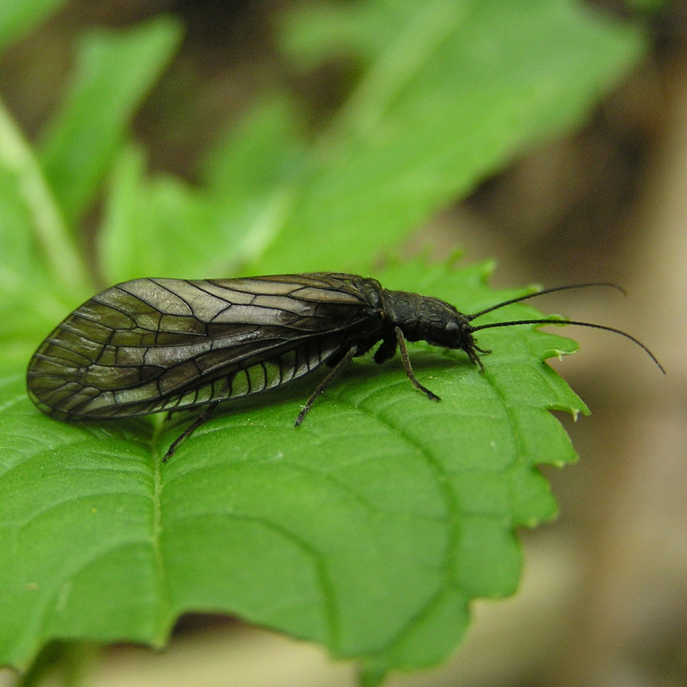 Nature Crossword – Araucarian Word Ladder | Sparrow & Dove